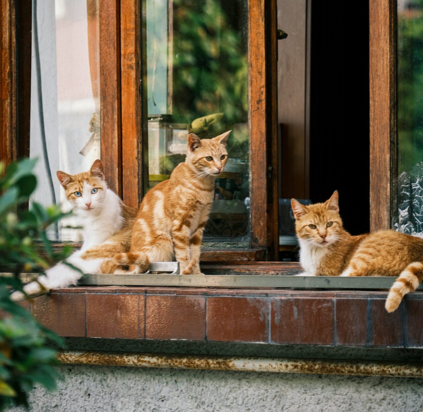 Companion Animal Coalition