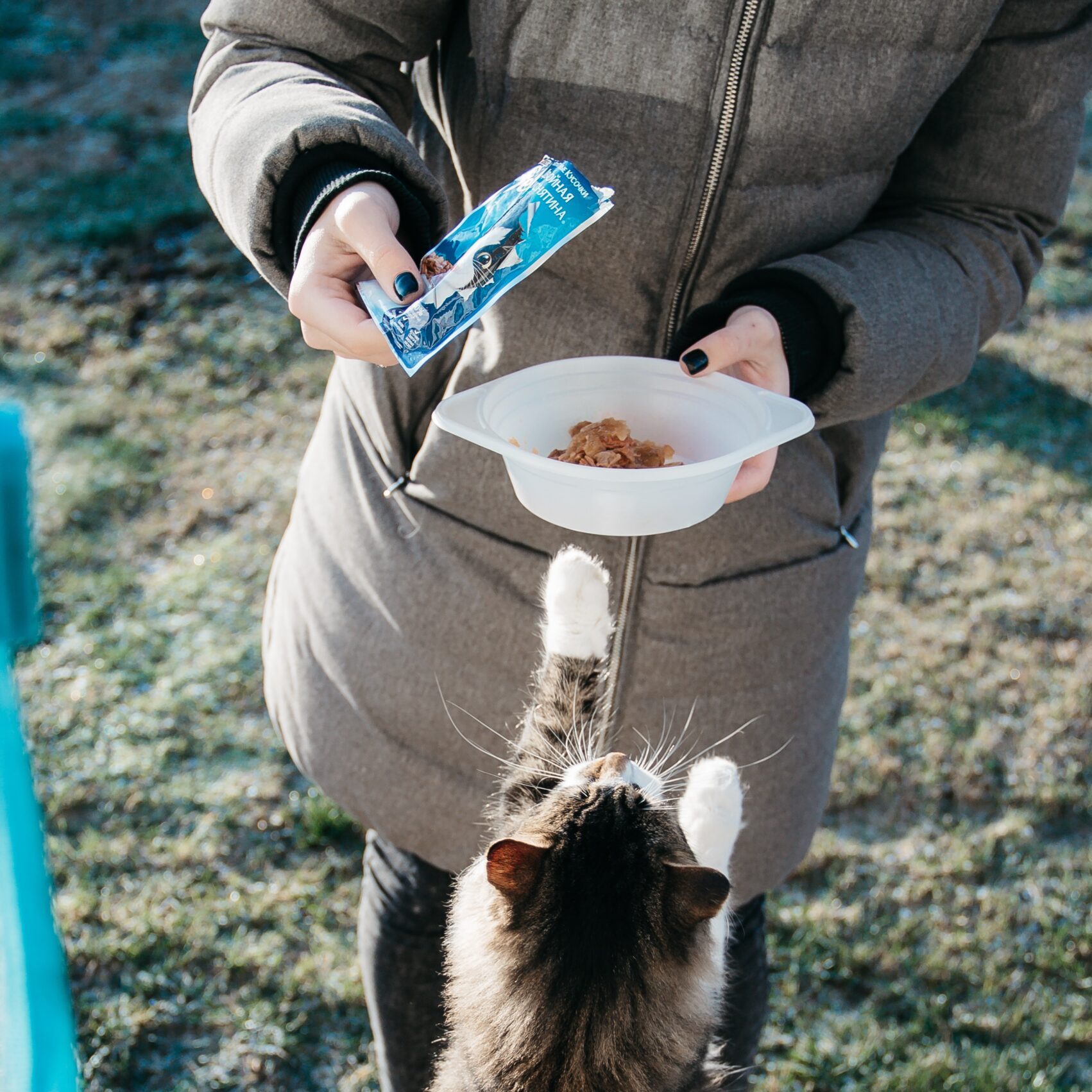 Companion Animal Coalition